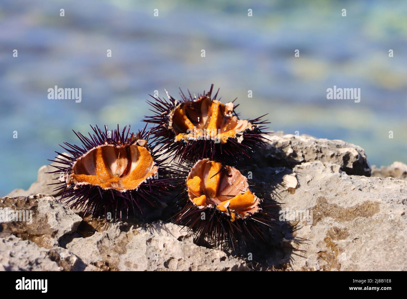 Frische seeigel -Fotos und -Bildmaterial in hoher Auflösung – Alamy