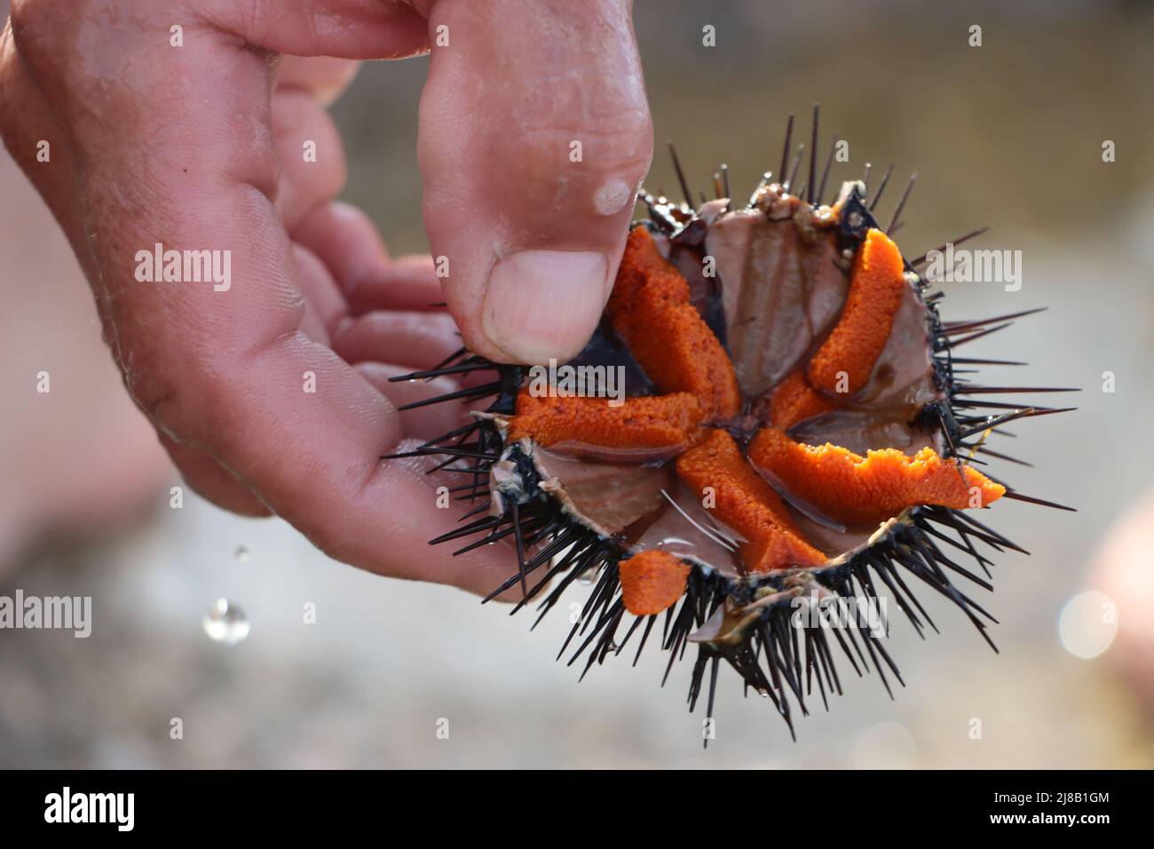 Seeigel essen -Fotos und -Bildmaterial in hoher Auflösung – Alamy