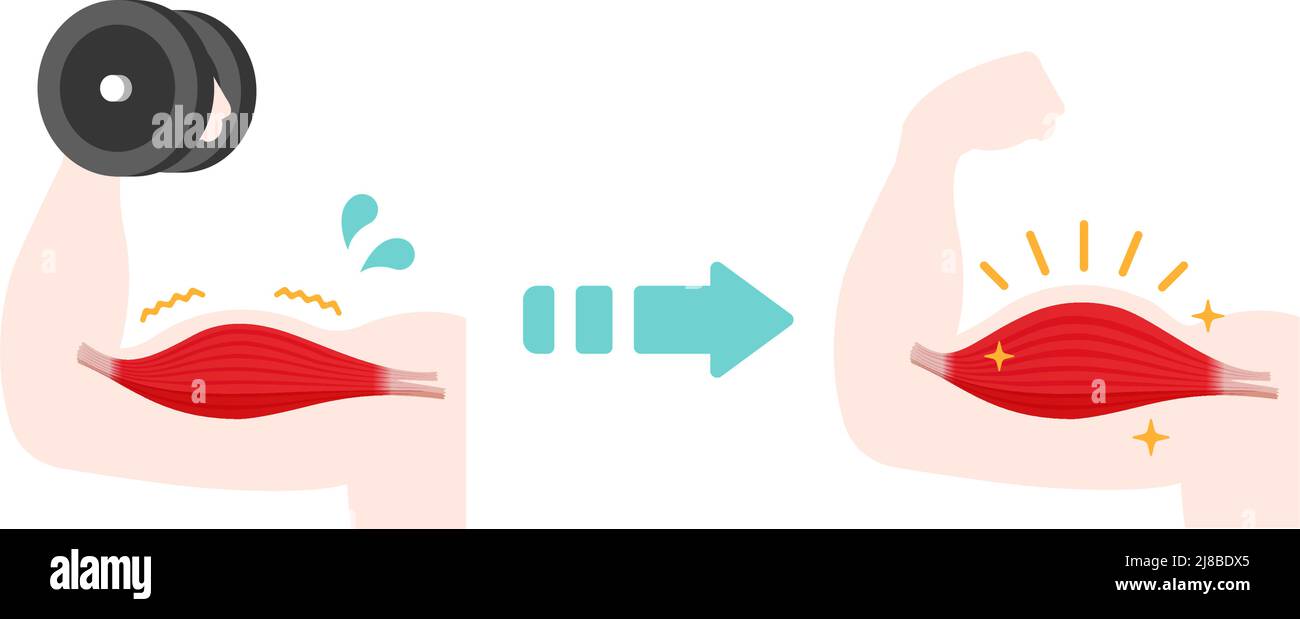 Muskel stärke Ausgeschnittene Stockfotos und -bilder - Alamy