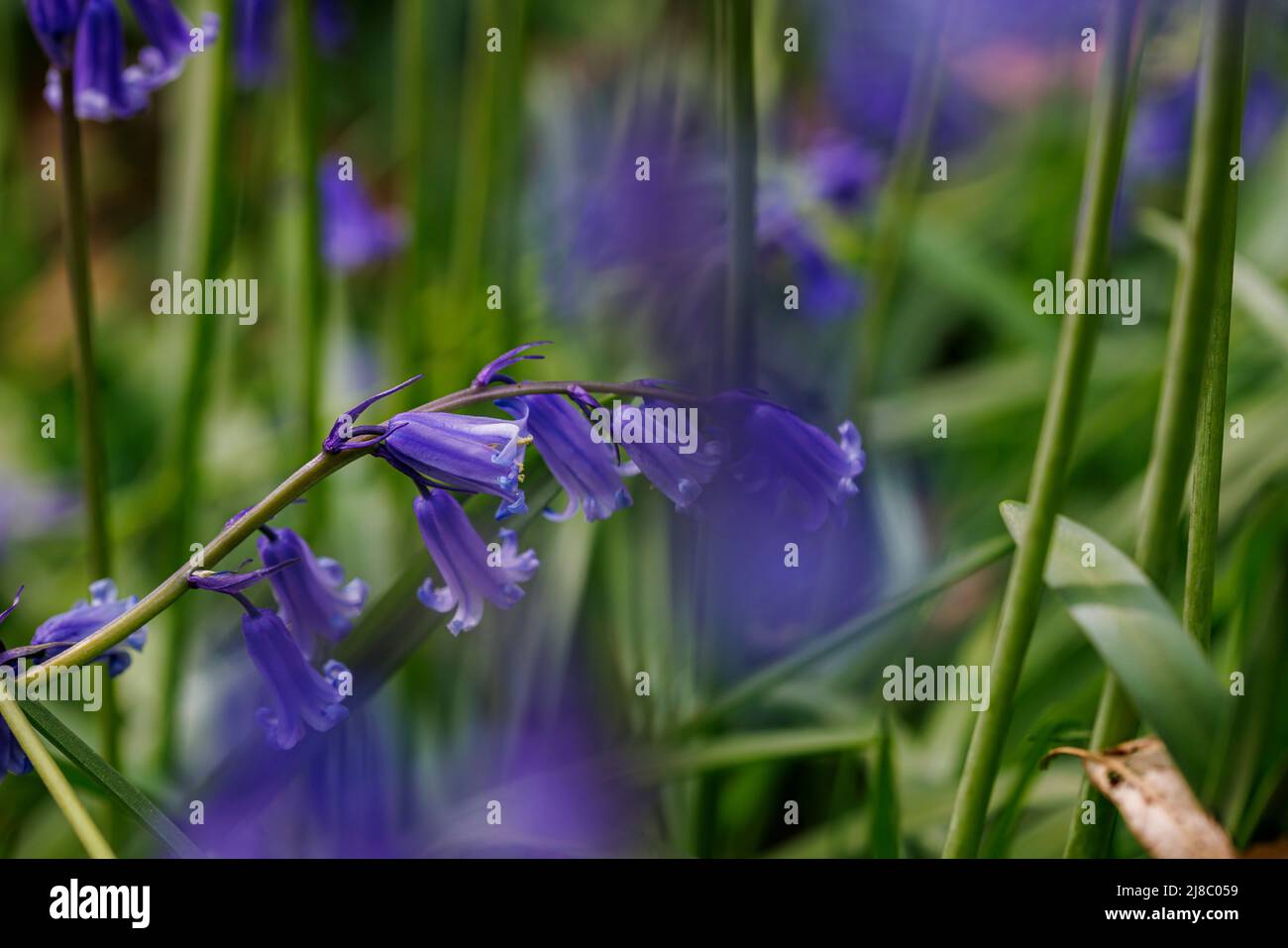 Common blue bell -Fotos und -Bildmaterial in hoher Auflösung – Alamy