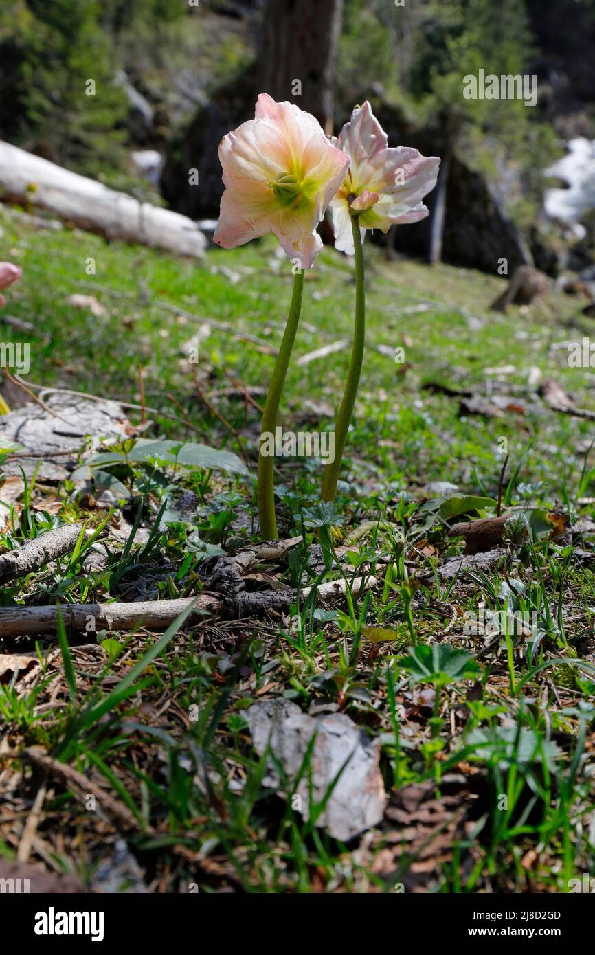 Schnee rosen -Fotos und -Bildmaterial in hoher Auflösung – Alamy