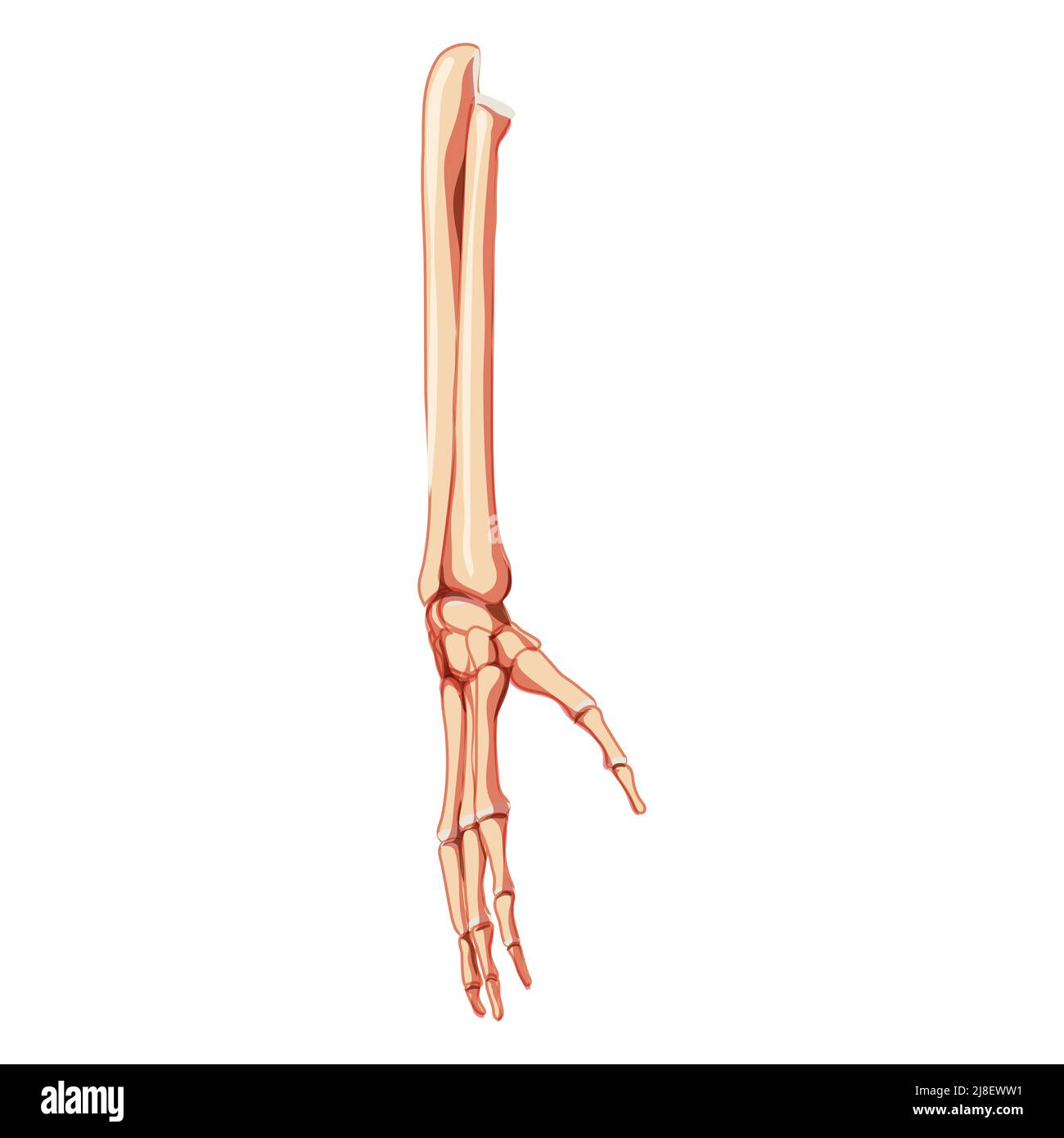 Skelett mit beschrifteter anatomie hand Stock-Vektorgrafiken kaufen - Alamy