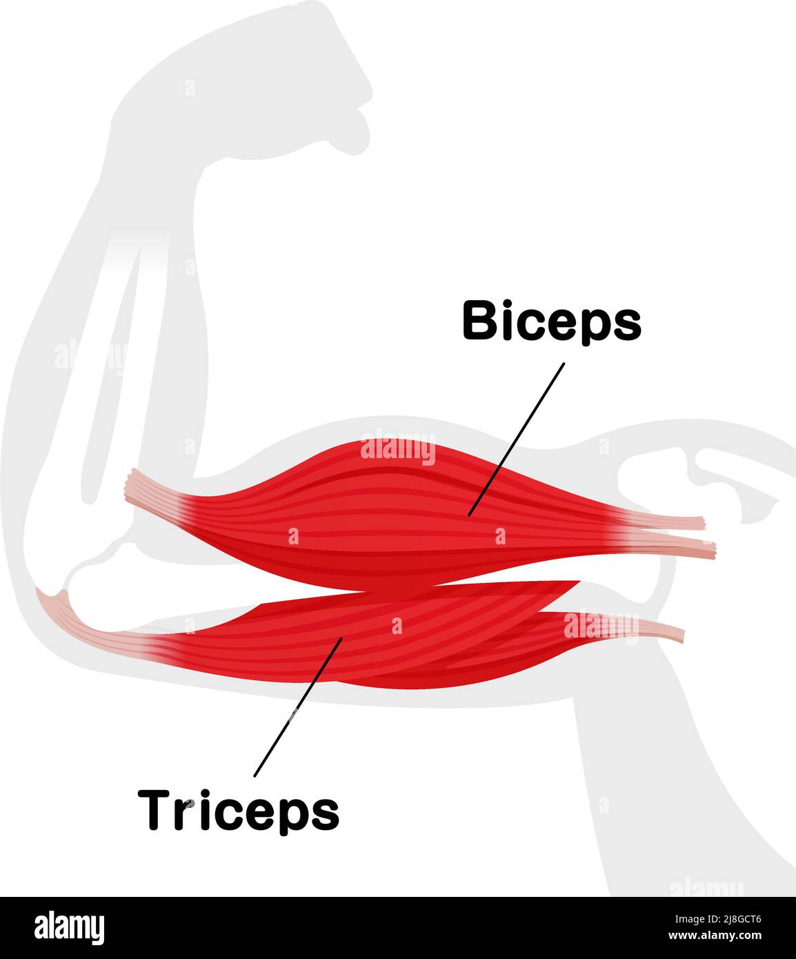 Anatomische Illustration der Armmuskulatur (Bizeps und Trizeps Stock ...