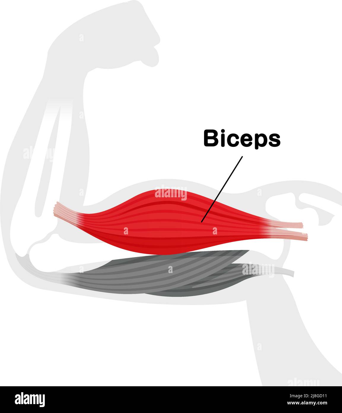 Anatomische Illustration der Armmuskulatur (Bizeps Stock-Vektorgrafik ...