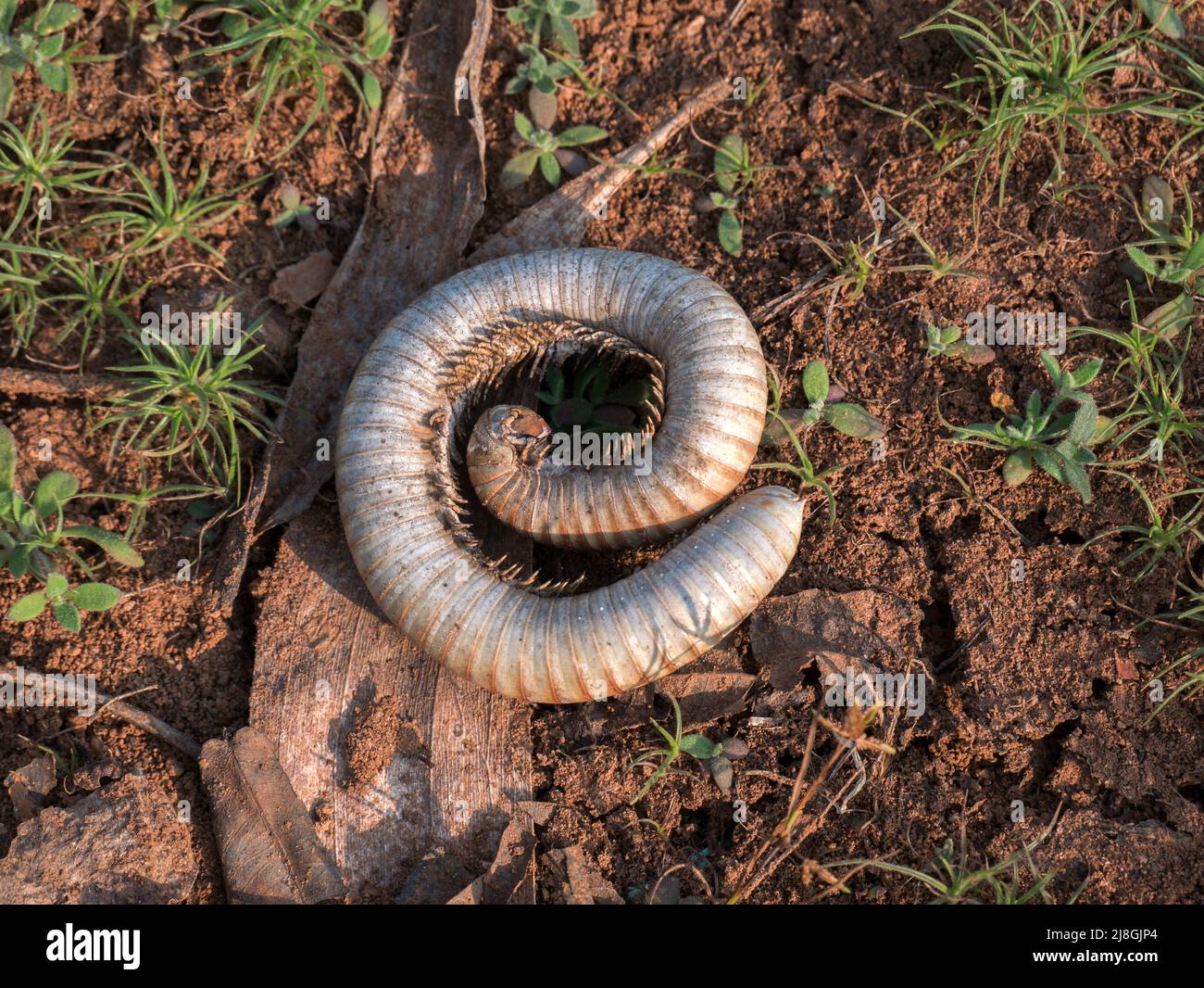 Tausendfüßler sind eine Gruppe von Arthropoden, die sich durch zwei ...