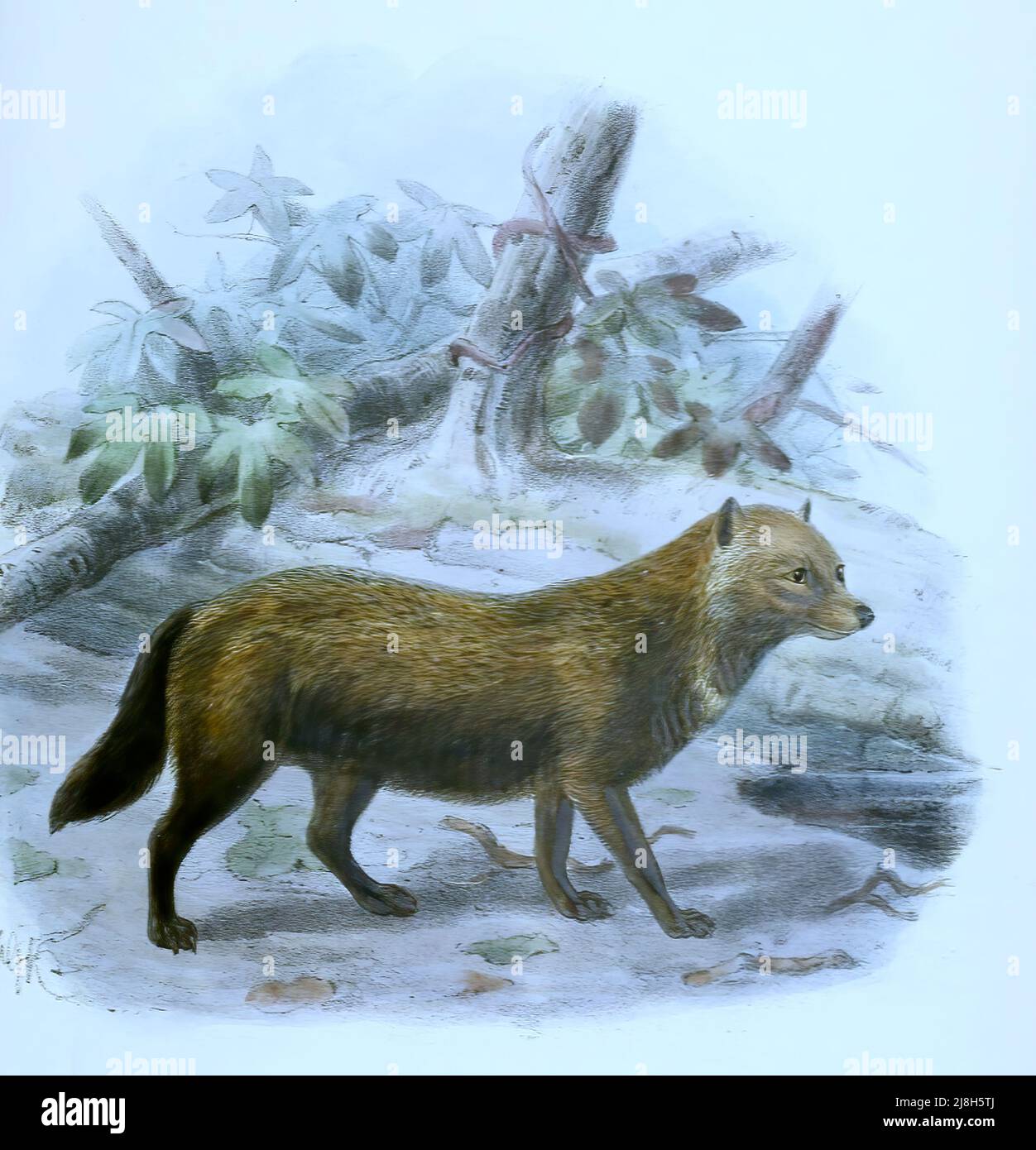 Der Buschhund, Icticyon venaticus, Waldhund, Speothos venaticus ...