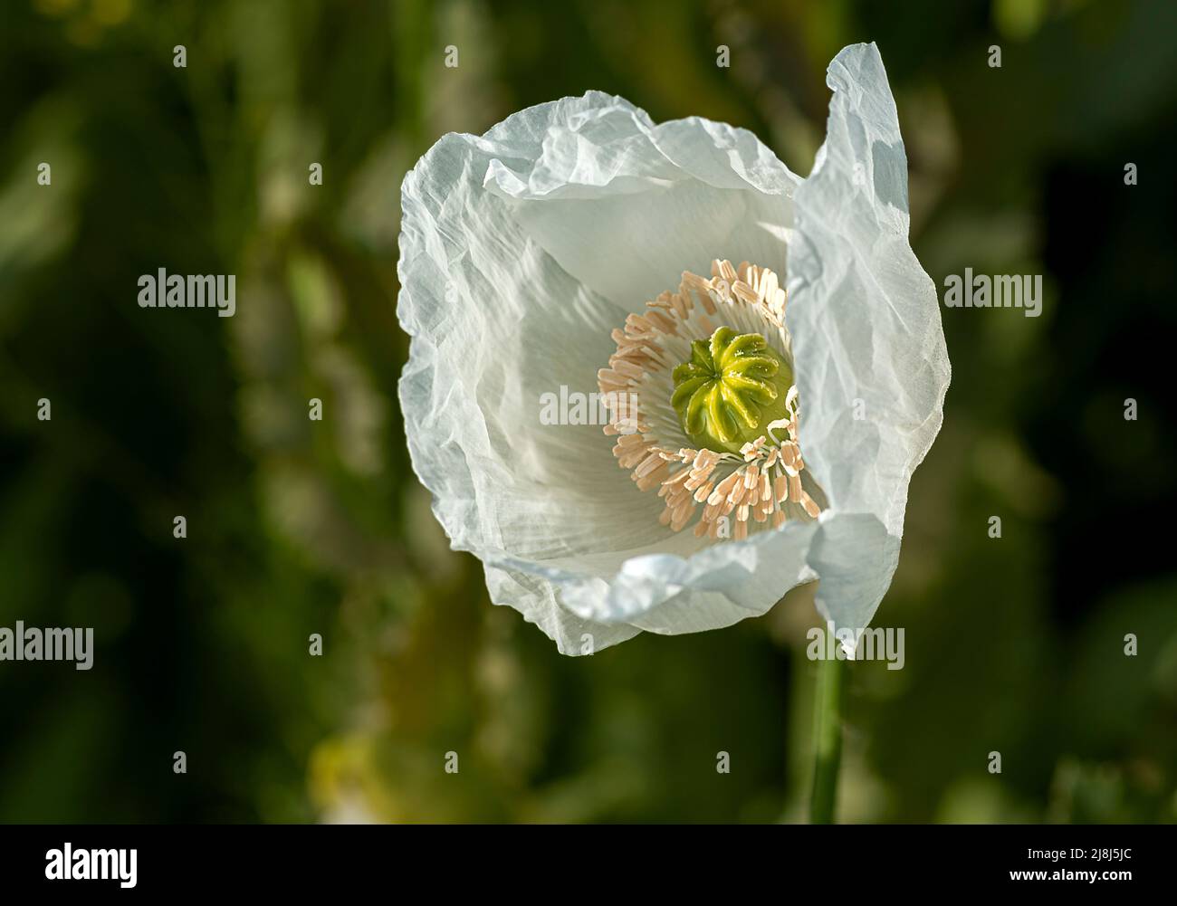 Papaver somniferum L. (Mohn), eine der wichtigsten Heilpflanzen ...