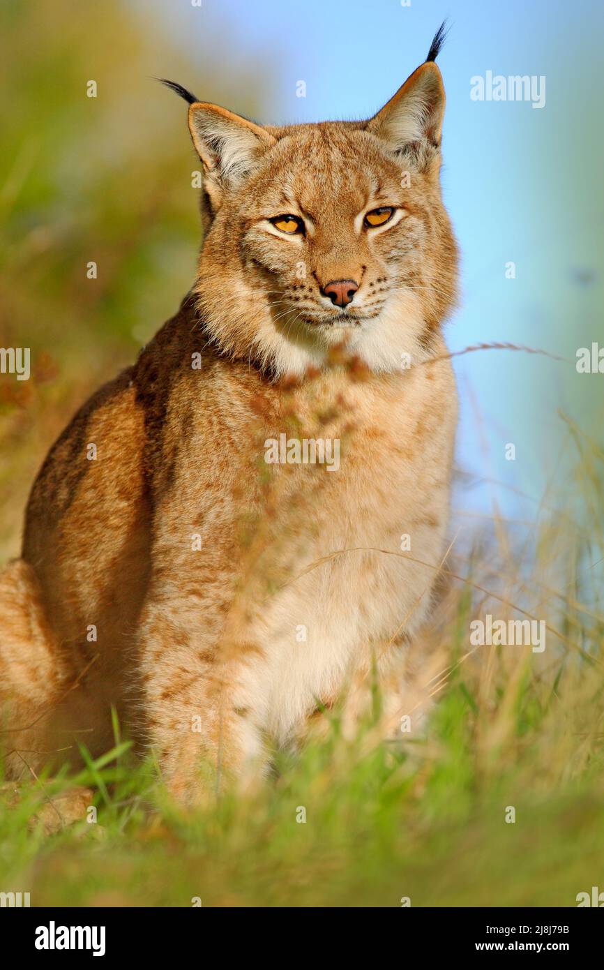 Eurasischer Luchs auf dem Feld, versteckt im Gras. Niedlicher Luchs im Herbstwald. Lynx im Gras ...
