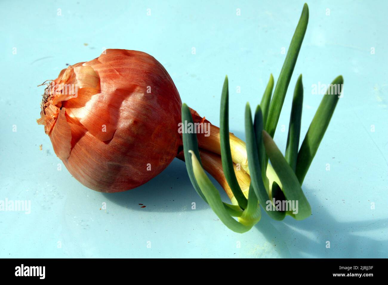Gemeine zwiebel -Fotos und -Bildmaterial in hoher Auflösung – Alamy