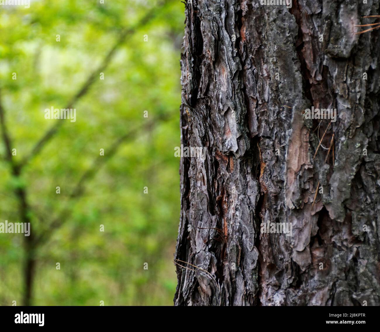 Foto de textura de madera -Fotos und -Bildmaterial in hoher Auflösung – Alamy