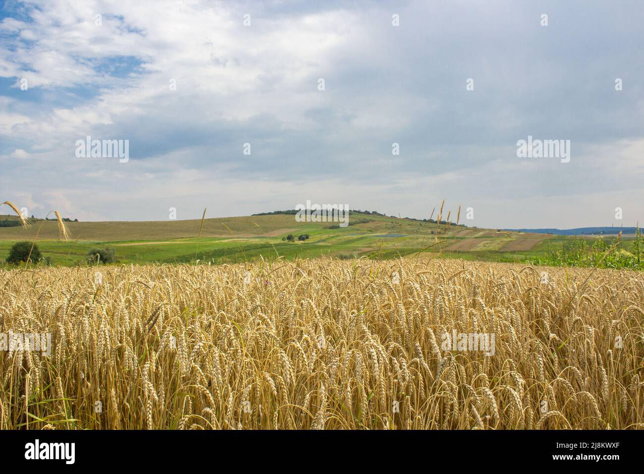 Reife weizenpflanzen -Fotos und -Bildmaterial in hoher Auflösung – Alamy