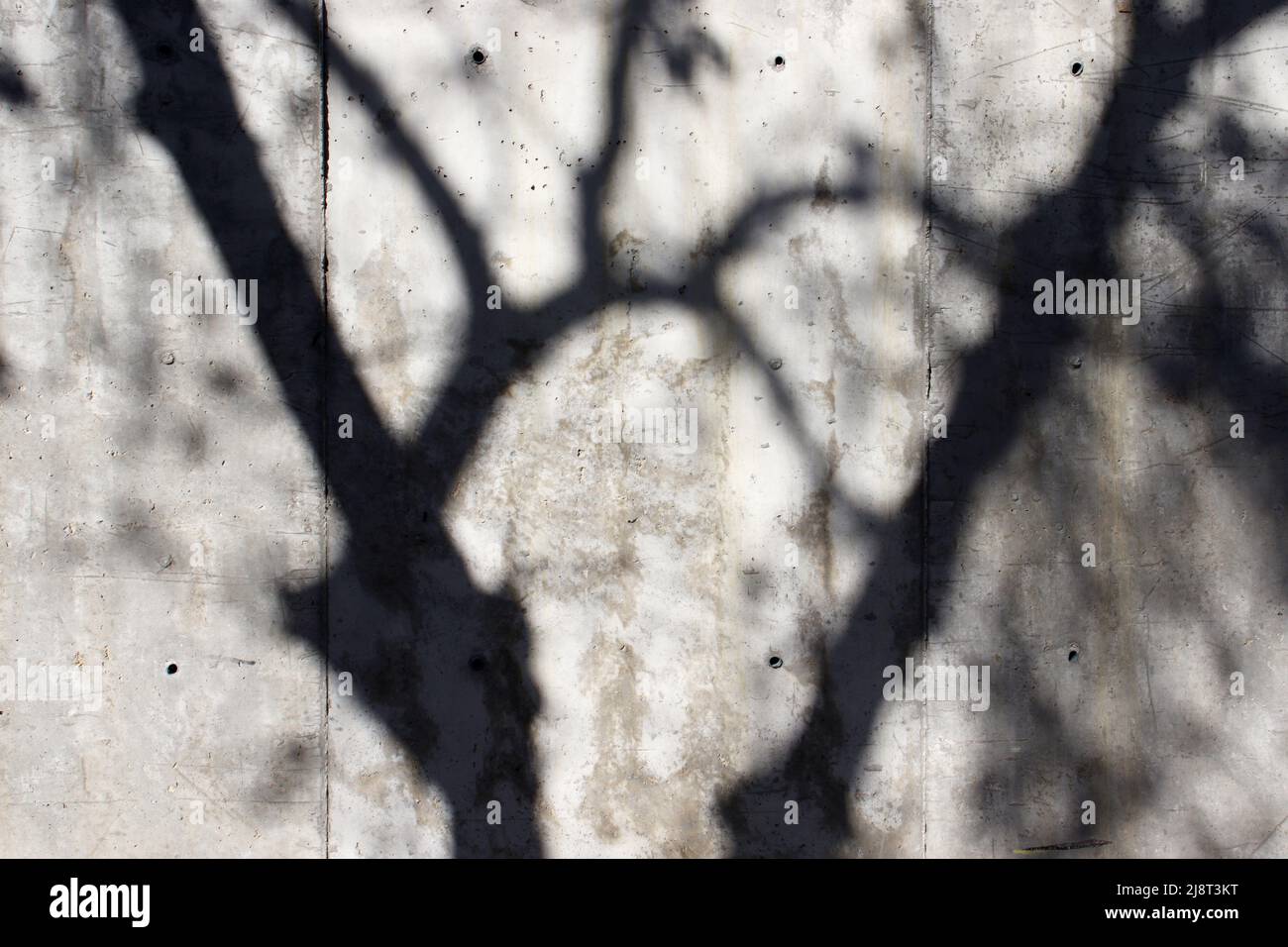 Baumschatten auf beton -Fotos und -Bildmaterial in hoher Auflösung – Alamy