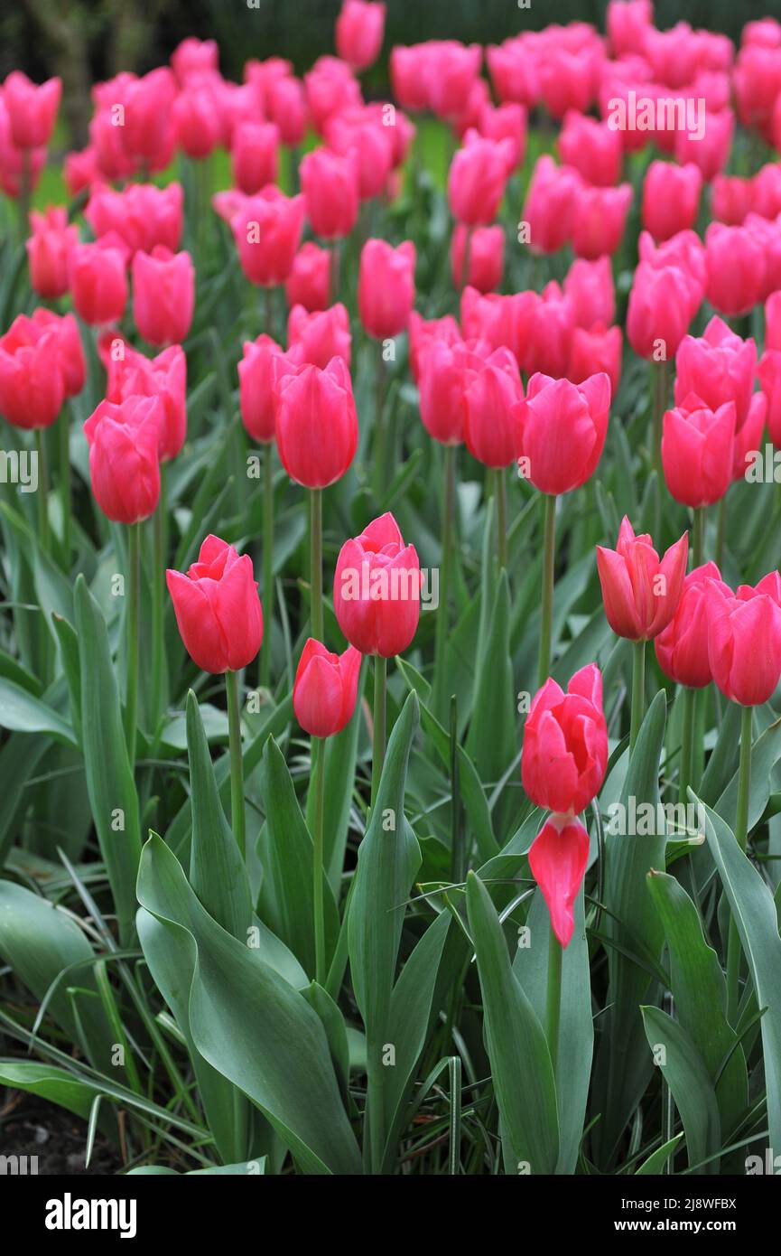 Rosa Triumph Tulpen (Tulipa) Herrin HotRosa blühen im April in einem ...