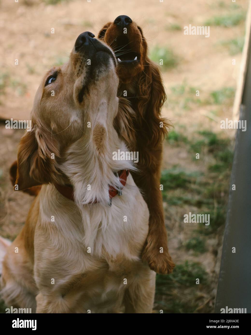 Heulendes heulen -Fotos und -Bildmaterial in hoher Auflösung – Alamy