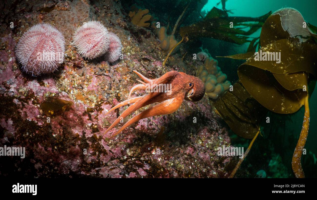 Uk eledone cirrhosa -Fotos und -Bildmaterial in hoher Auflösung – Alamy