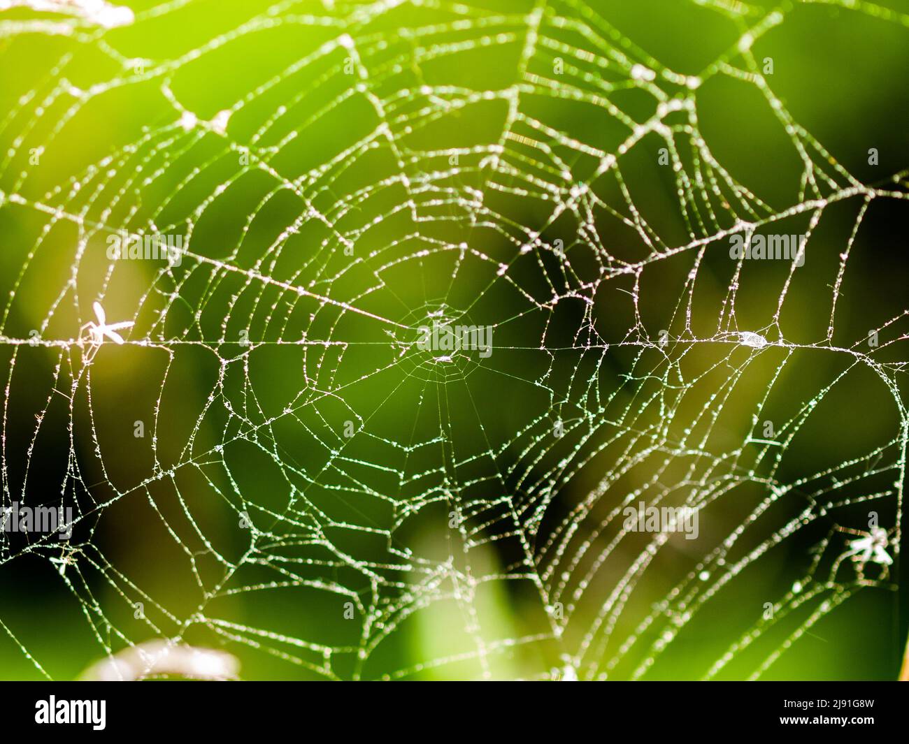 Spinnennetz clip spinnenkunst -Fotos und -Bildmaterial in hoher ...