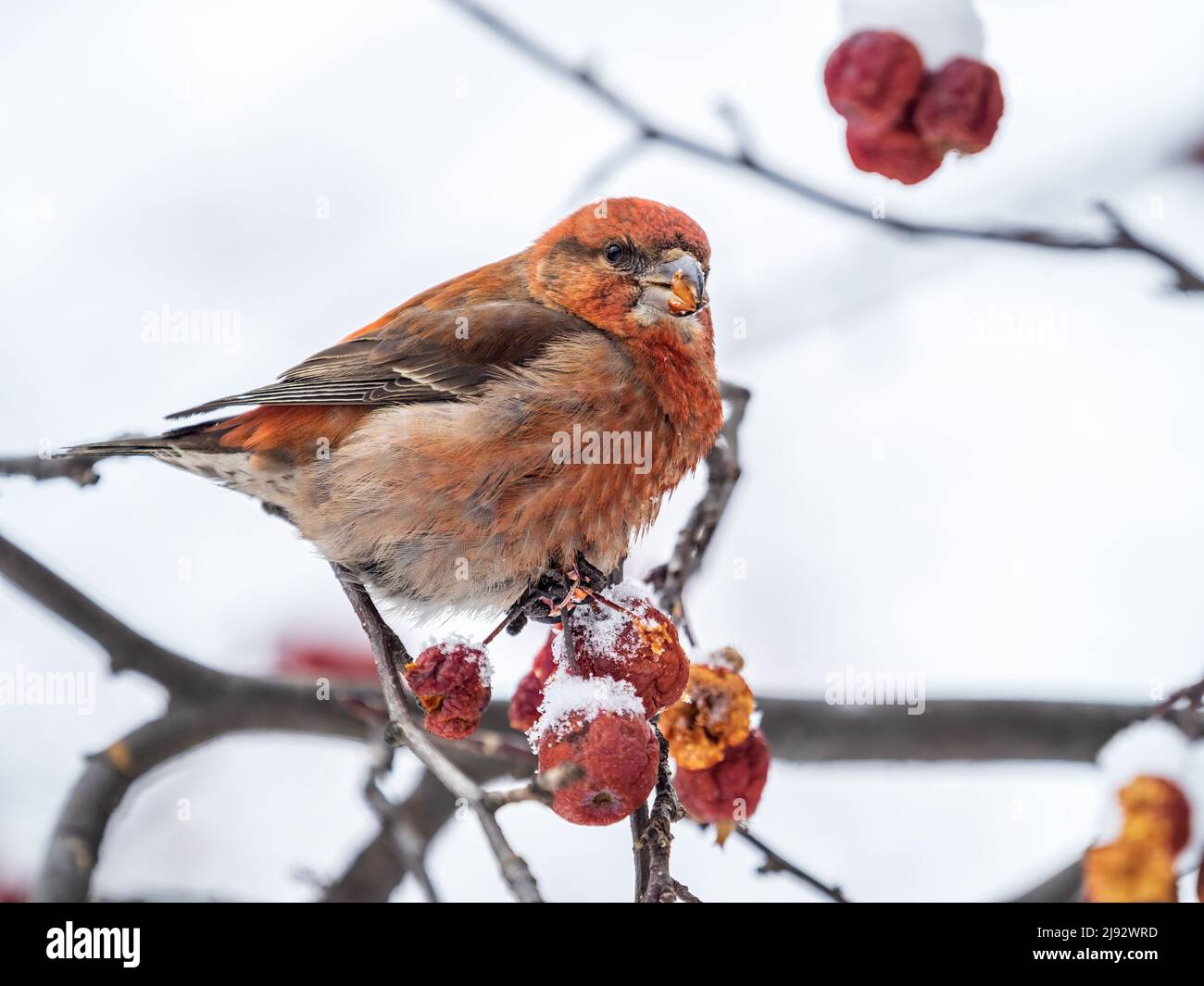 Red Crossbill Männchen sitzt auf dem Ast und isst wilde Apfelbeeren ...