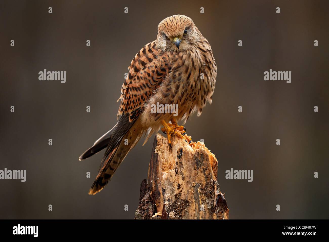 Kleine Greifvogel Bilder