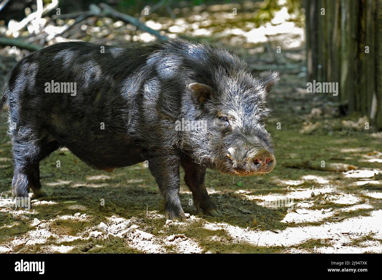 Wild boar fell -Fotos und -Bildmaterial in hoher Auflösung – Alamy