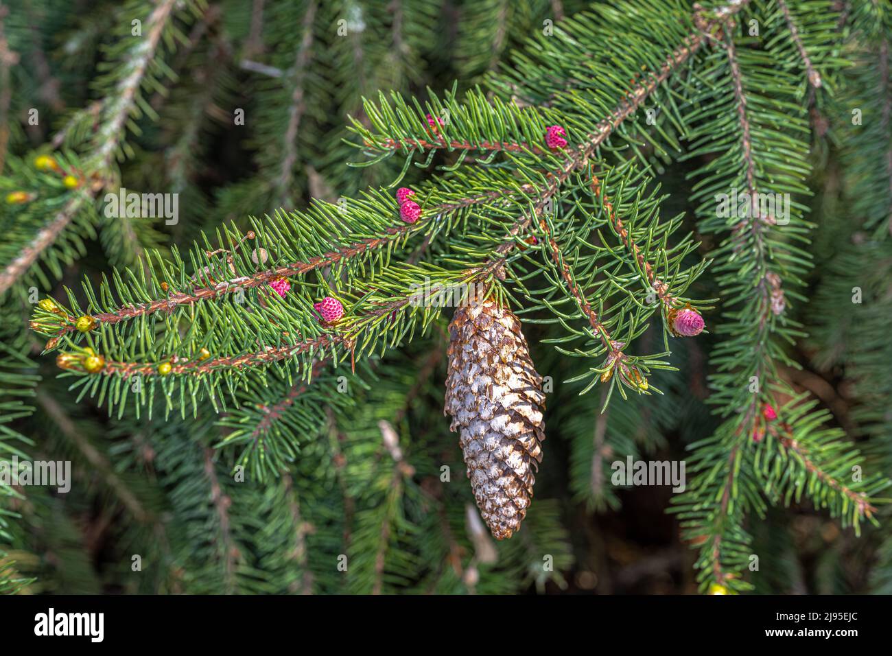 Norway spruce picea abies acrocona -Fotos und -Bildmaterial in hoher Auflösung – Alamy