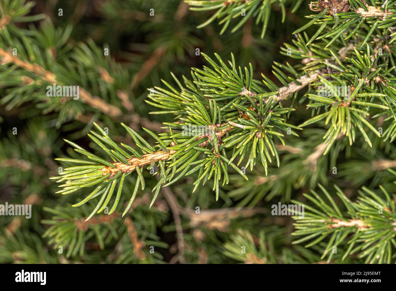 Norway spruce picea abies acrocona -Fotos und -Bildmaterial in hoher Auflösung – Alamy
