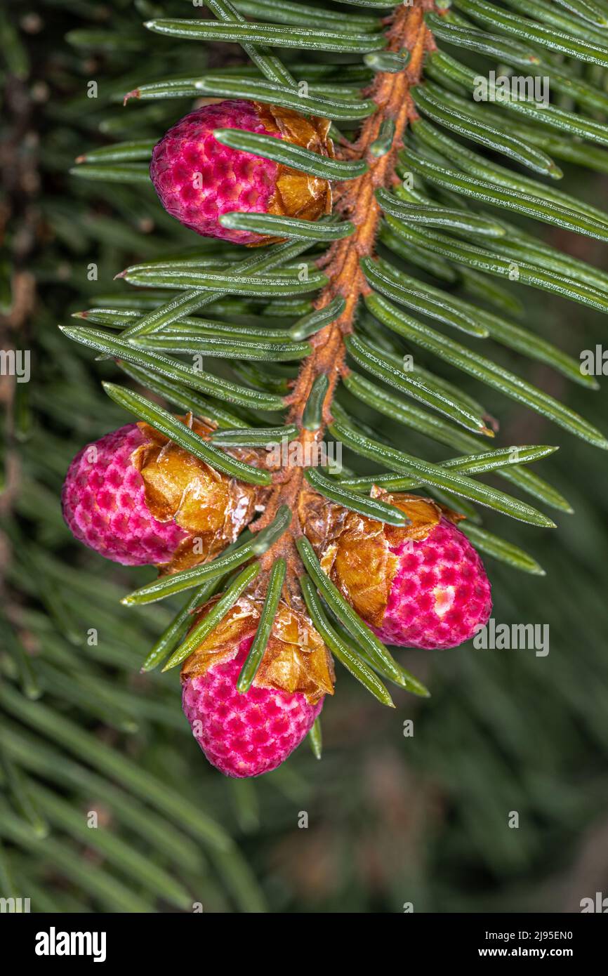 Norway spruce picea abies acrocona -Fotos und -Bildmaterial in hoher Auflösung – Alamy
