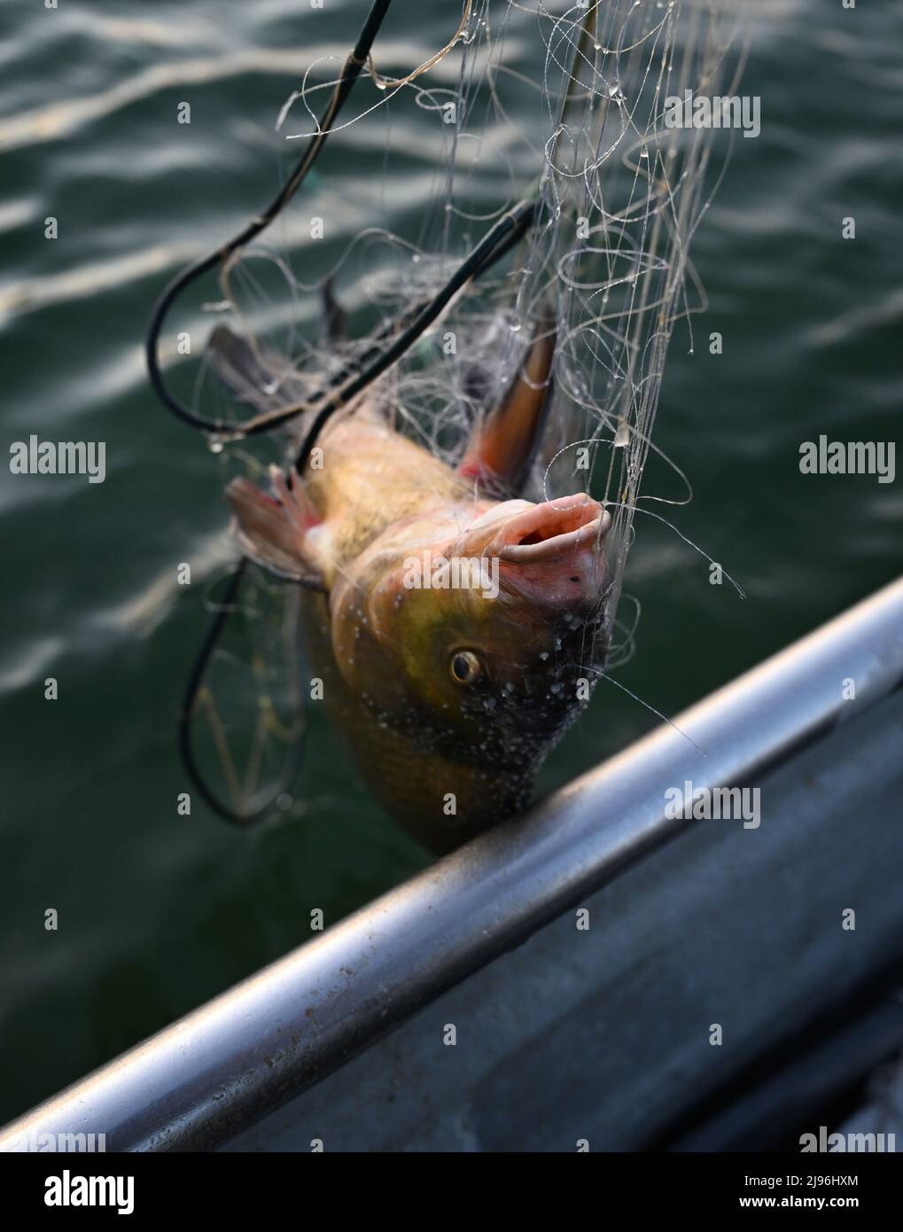 Bodensee fischer -Fotos und -Bildmaterial in hoher Auflösung – Alamy