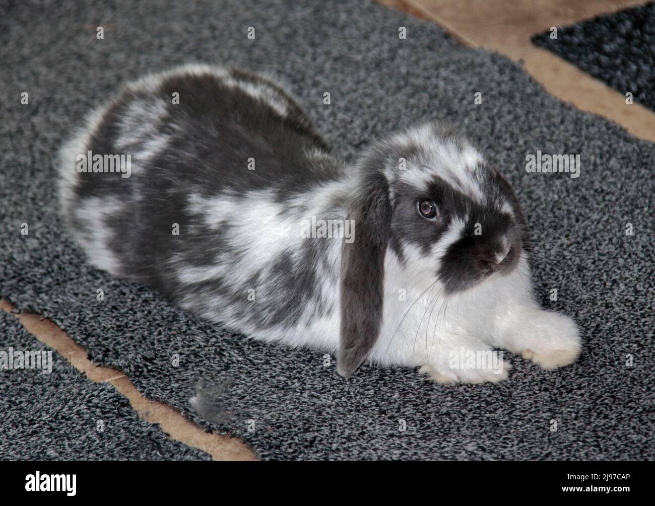 Lop ear -Fotos und -Bildmaterial in hoher Auflösung – Alamy