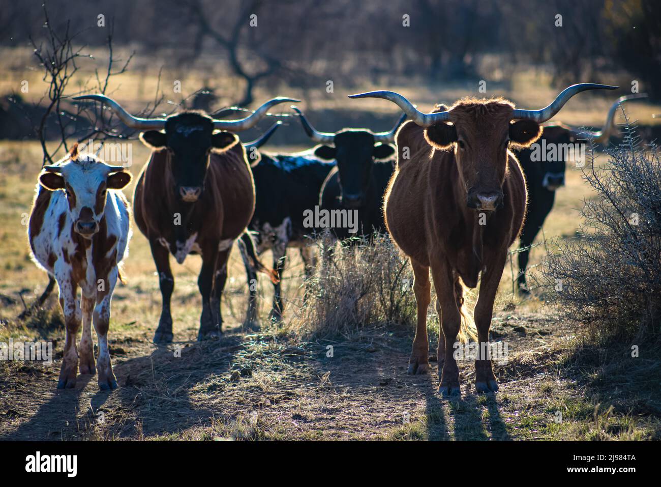 Longhorn bild -Fotos und -Bildmaterial in hoher Auflösung – Alamy