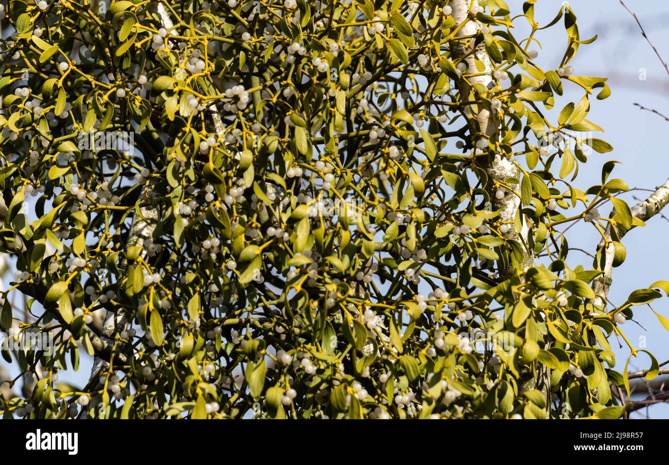 Mistel, Viscum, eine parasitäre Pflanze auf dem Baum. Mistel mit weißen ...