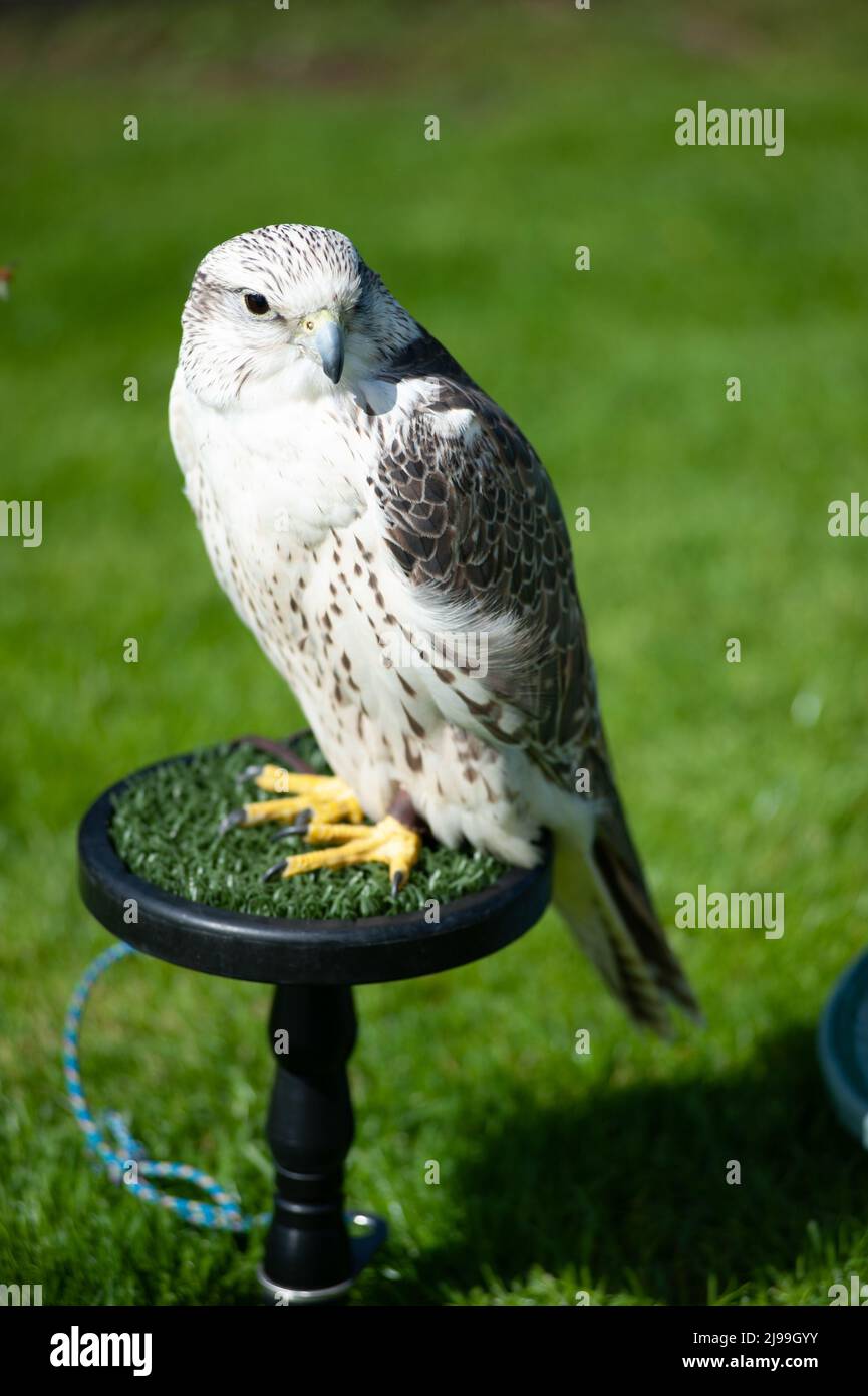 Large falcon -Fotos und -Bildmaterial in hoher Auflösung – Alamy