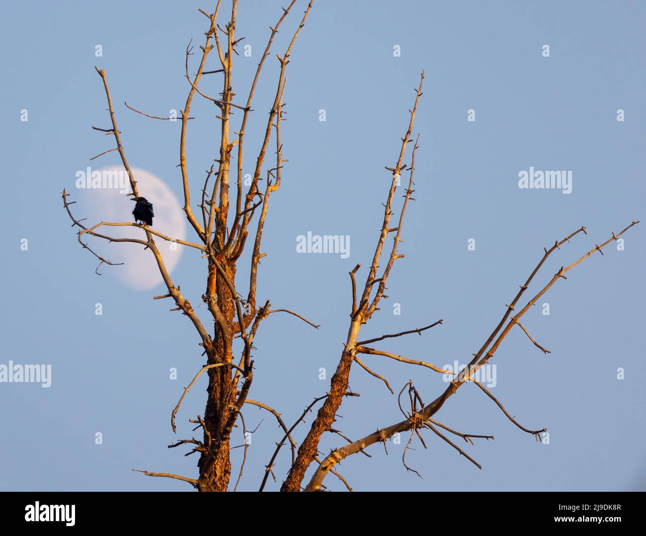 Silhouette eines raben auf einem baum -Fotos und -Bildmaterial in hoher ...