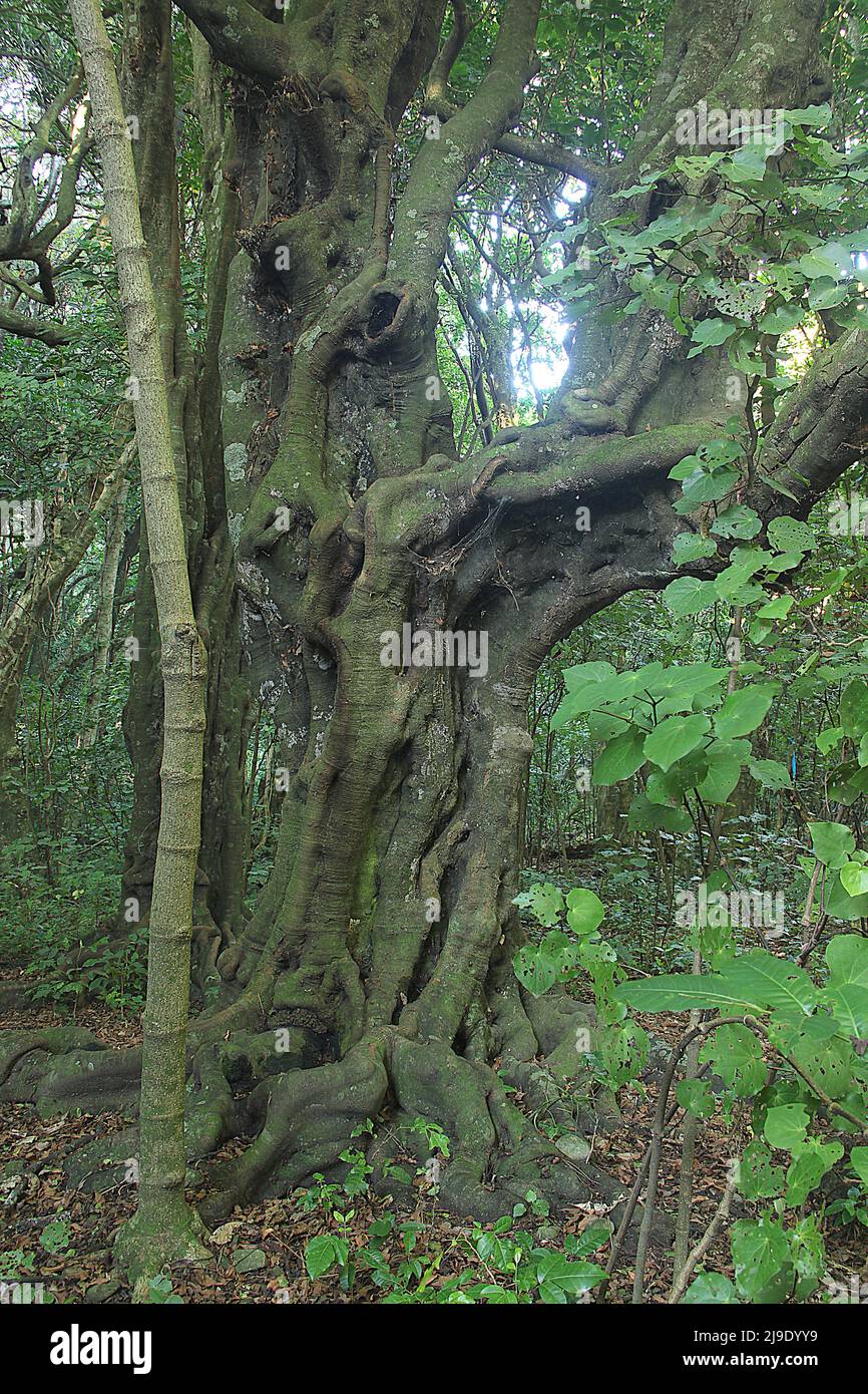 Dysoxylum spectabile -Fotos und -Bildmaterial in hoher Auflösung – Alamy