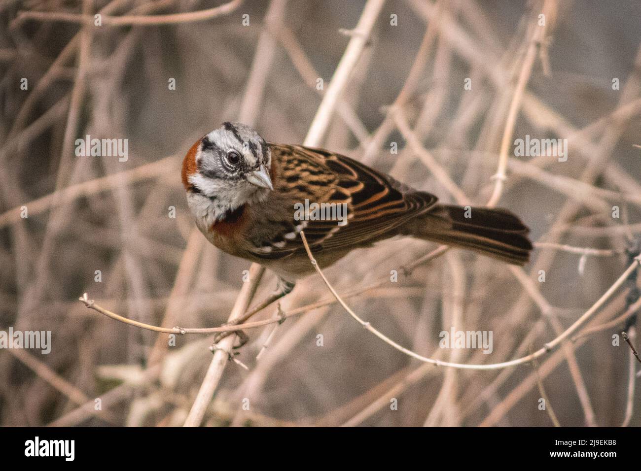 El chincol, es un ave nativa de América, habitando en la Mayor parte de ...