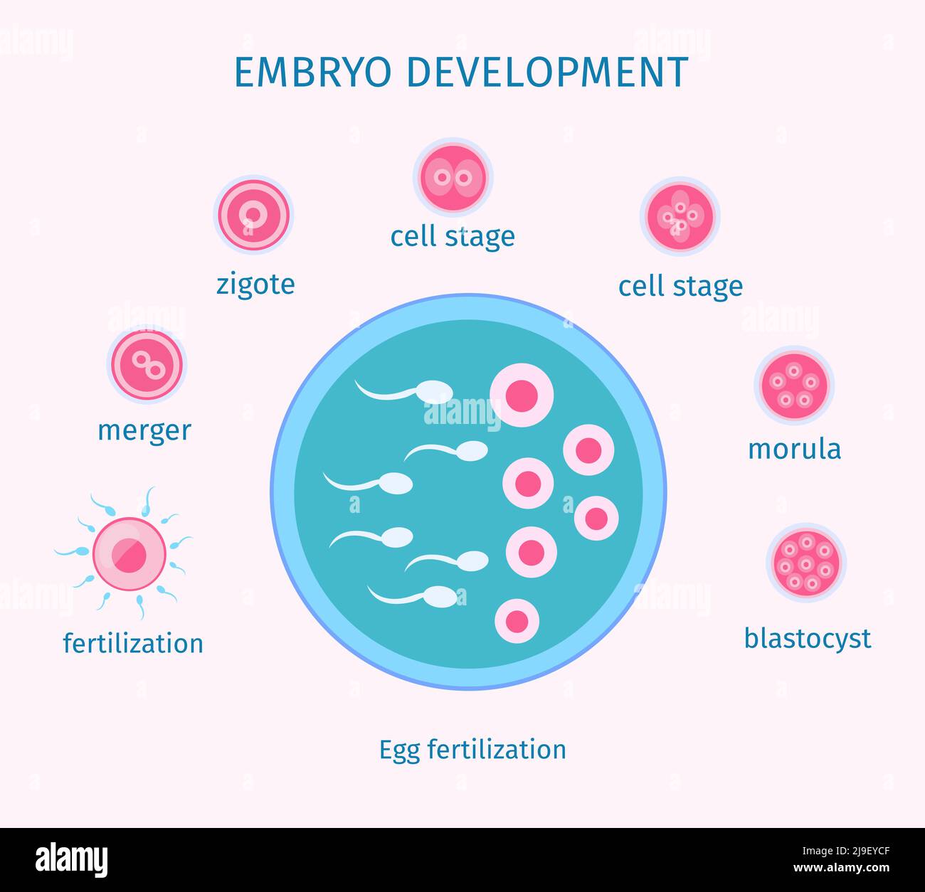 Embryo stages -Fotos und -Bildmaterial in hoher Auflösung – Alamy