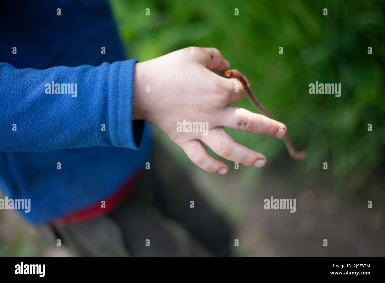 Kind hält Wurm. Junge spielt mit Tier. Die Hand des Vorschulkinder ...
