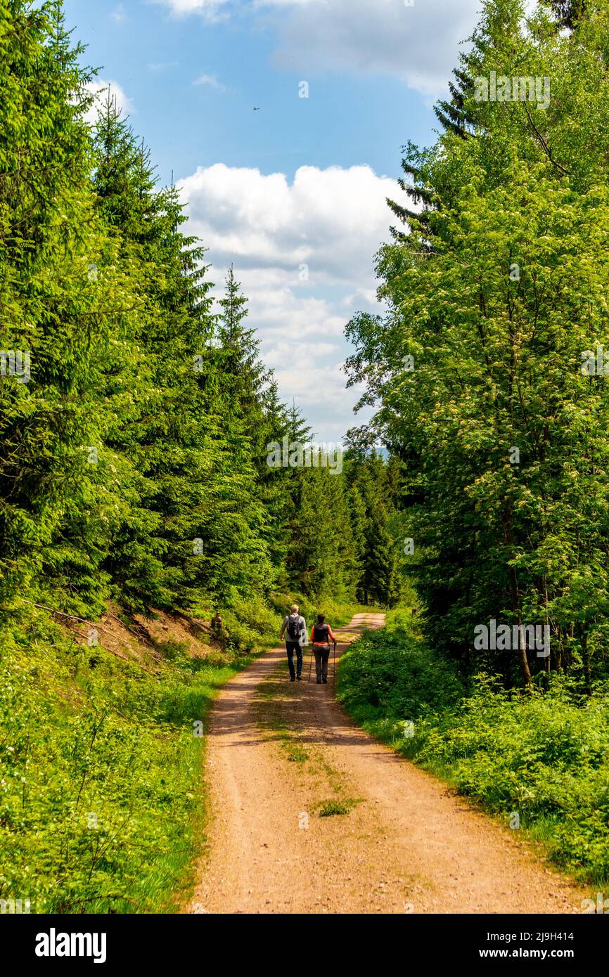 Wanderung zum Hochmoor bei Oberhof im Thüringer Wald - Thüringen ...