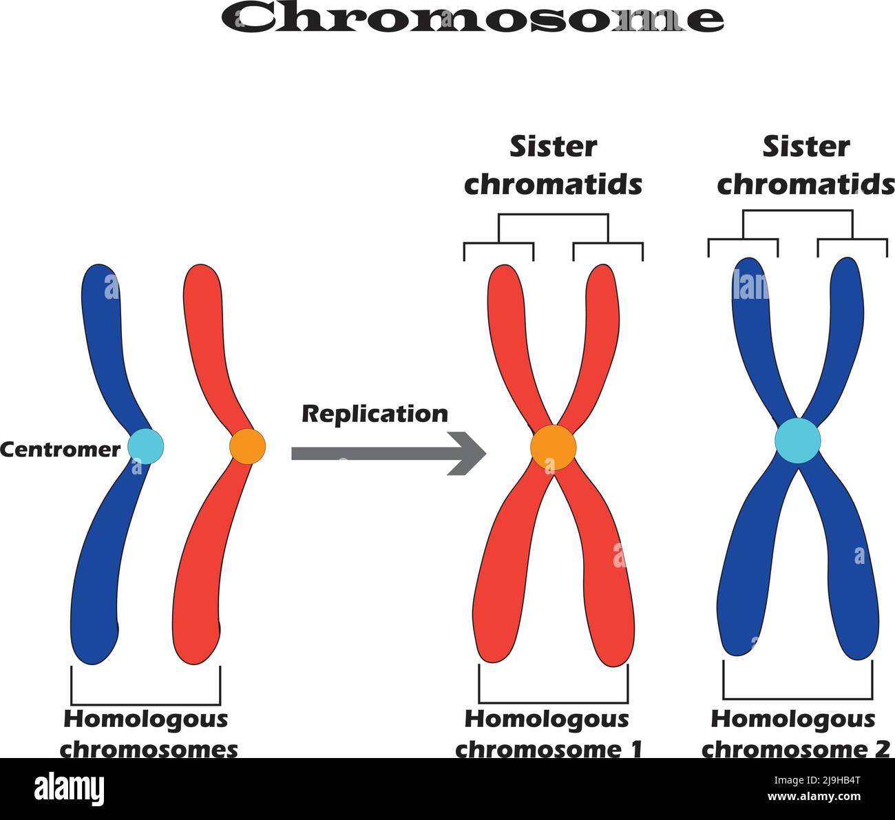 Unterschied zwischen homologen Chromosomen, einem Paar homologe ...