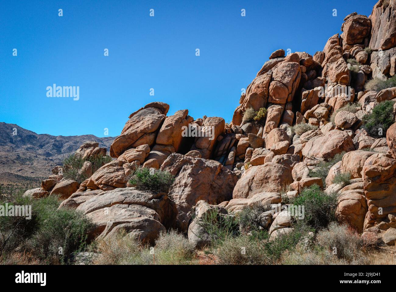 Der einzigartige Joshua-Baum mit seinem haarigen Stamm und seinen ...