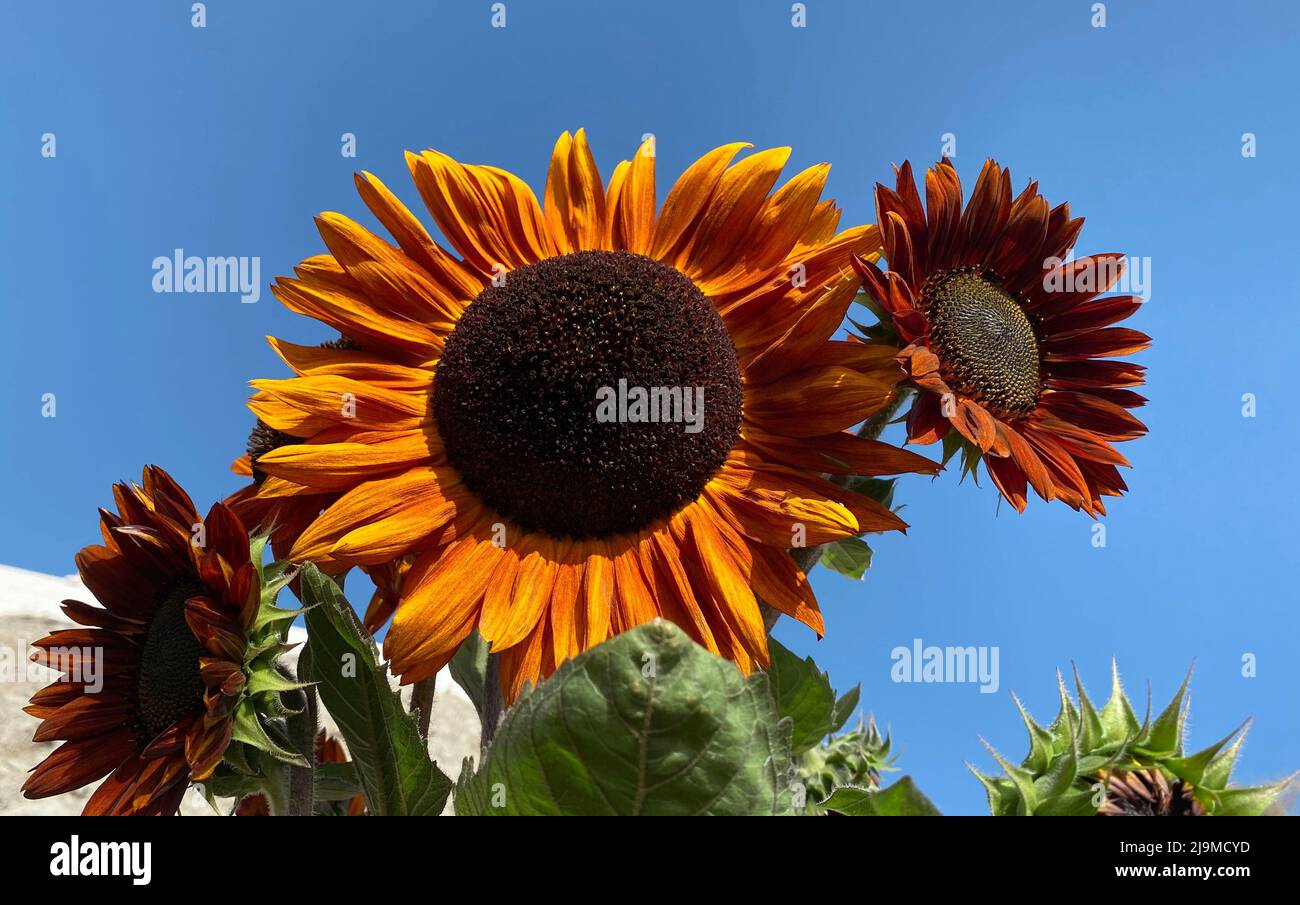 Gefällt den augen -Fotos und -Bildmaterial in hoher Auflösung – Alamy