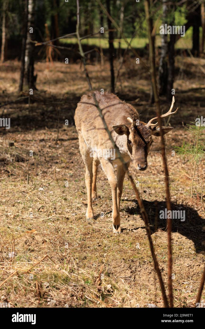 Hirsche und Damhirsche im Zoo an einem Sommertag Stockfotografie - Alamy