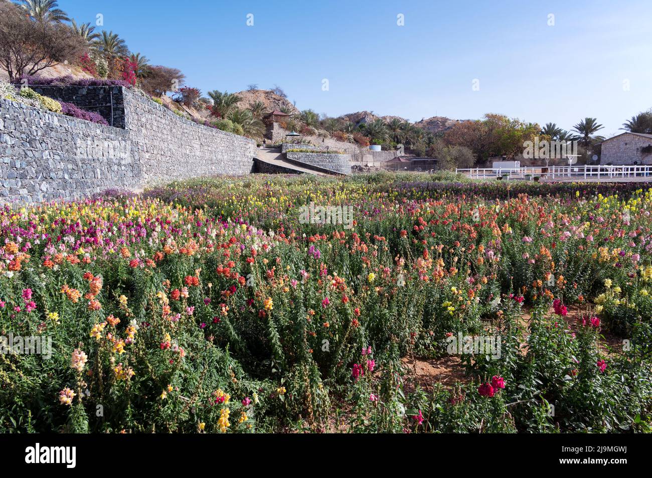 Wadi asimah -Fotos und -Bildmaterial in hoher Auflösung – Alamy