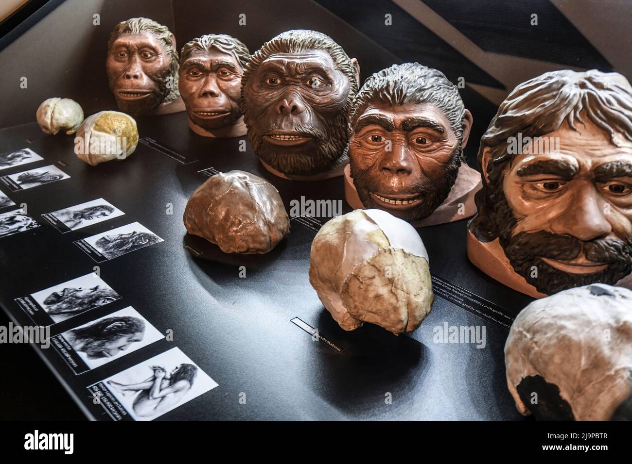Entwicklung des homo sapiens sapiens -Fotos und -Bildmaterial in hoher ...