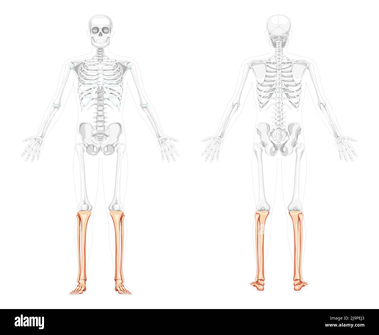 Human skeleton with labeled anatomy Stock-Vektorgrafiken kaufen - Alamy