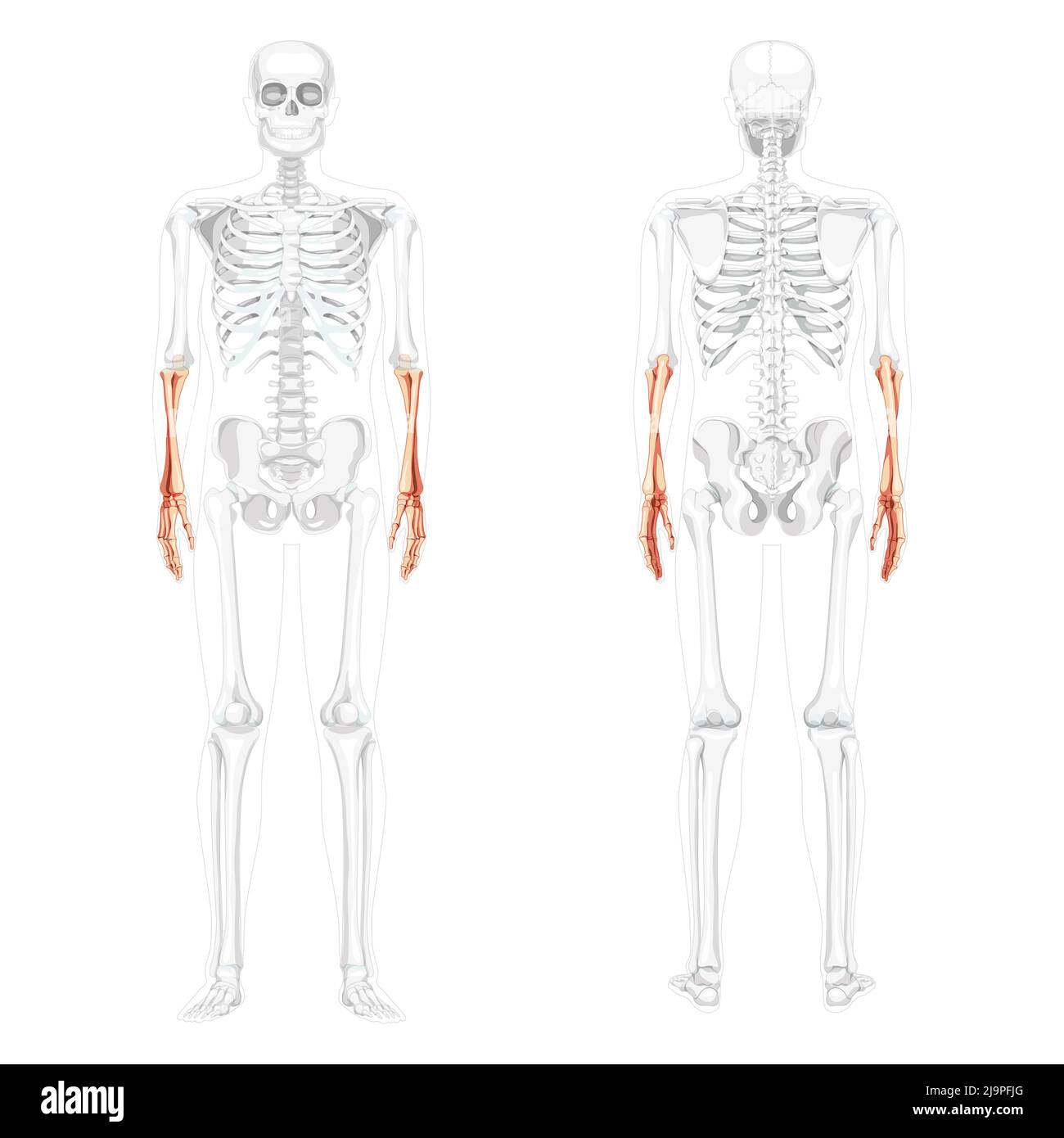Skelett Unterarme menschliche Ulna, Radius, Hand Vorderansicht hinten ...