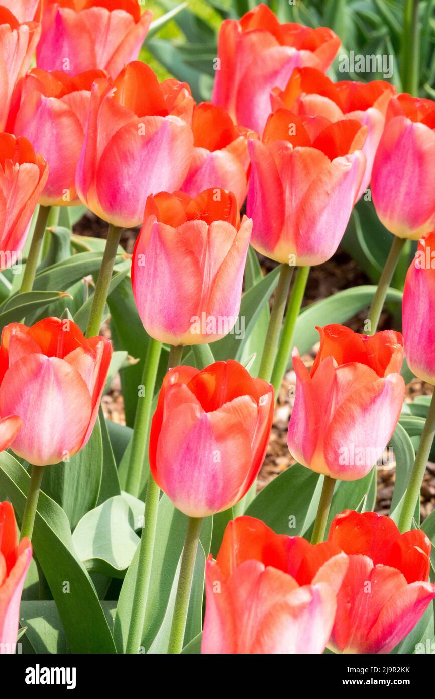 Ganders rhapsody tulpen -Fotos und -Bildmaterial in hoher Auflösung – Alamy