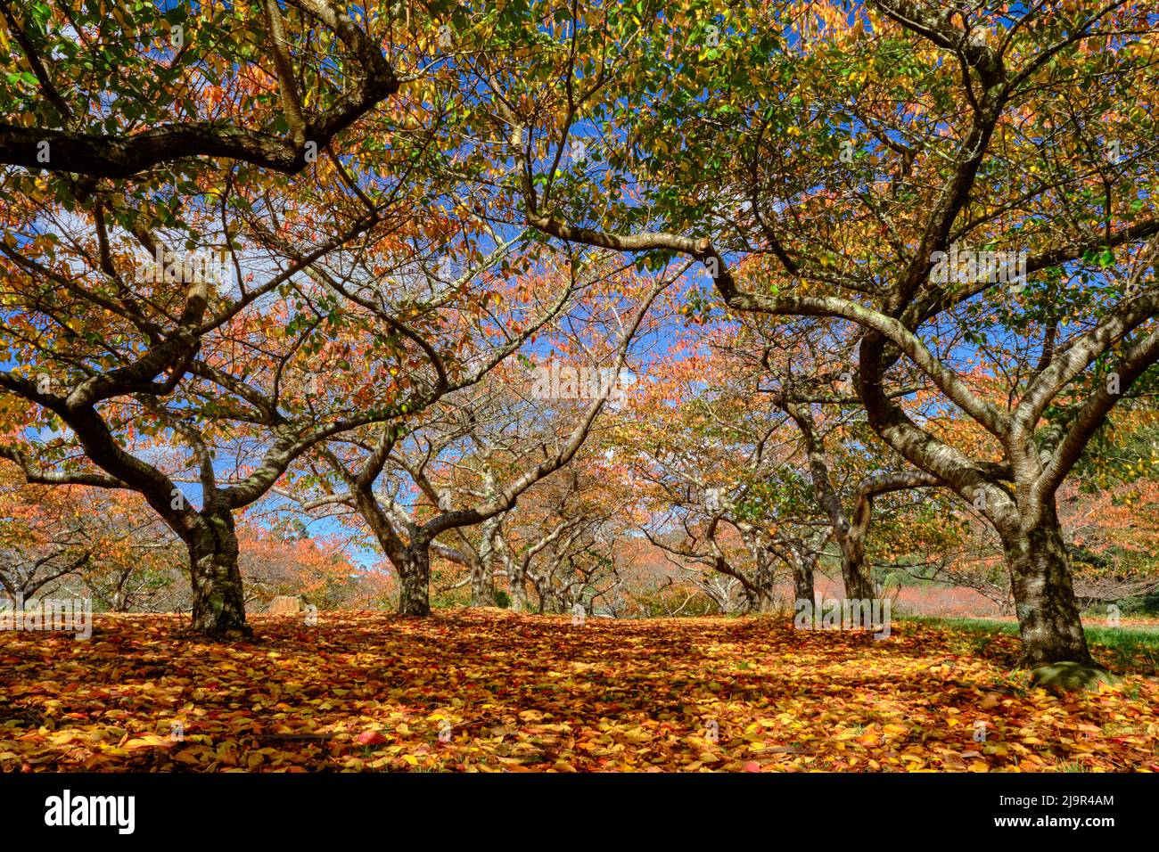 Tree grove -Fotos und -Bildmaterial in hoher Auflösung – Alamy