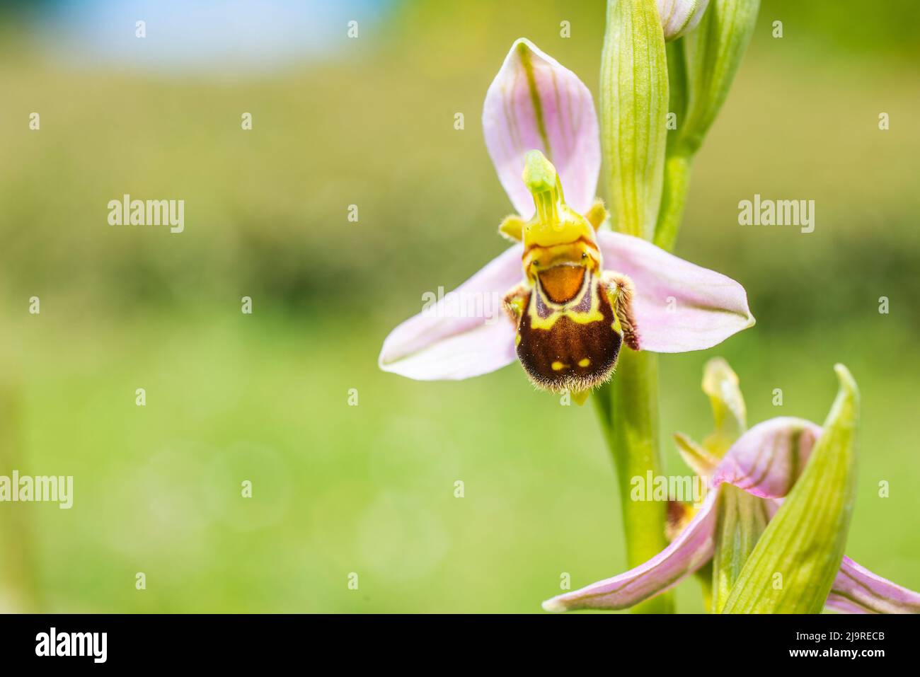 Ophrys apifera, in Europa als Bienenorchidee bekannt, ist eine mehrjährige krautige Pflanze der ...