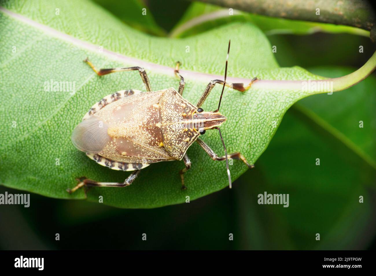 Erthesina acuminata -Fotos und -Bildmaterial in hoher Auflösung – Alamy
