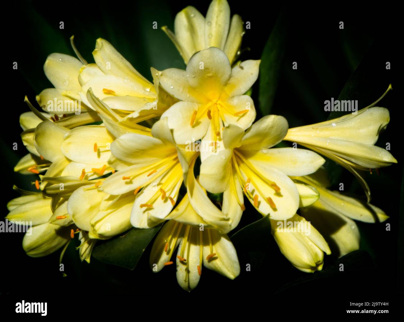 Bush lily -Fotos und -Bildmaterial in hoher Auflösung – Alamy